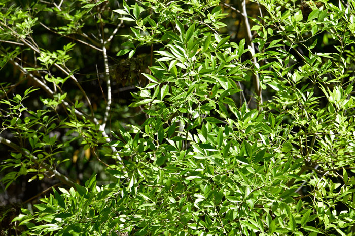 Fraxinus velutina, Velvet Ash, Southwest Desert Flora