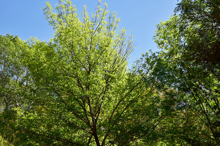 Fraxinus velutina, Velvet Ash, Southwest Desert Flora