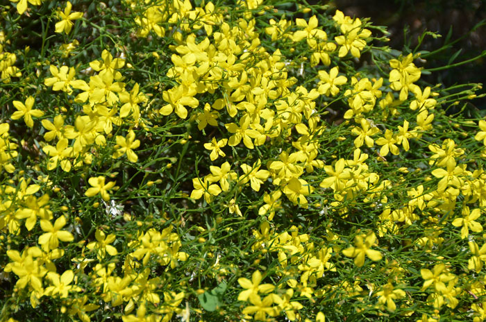 Menodora scabra, Rough Menodora, Southwest Desert Flora