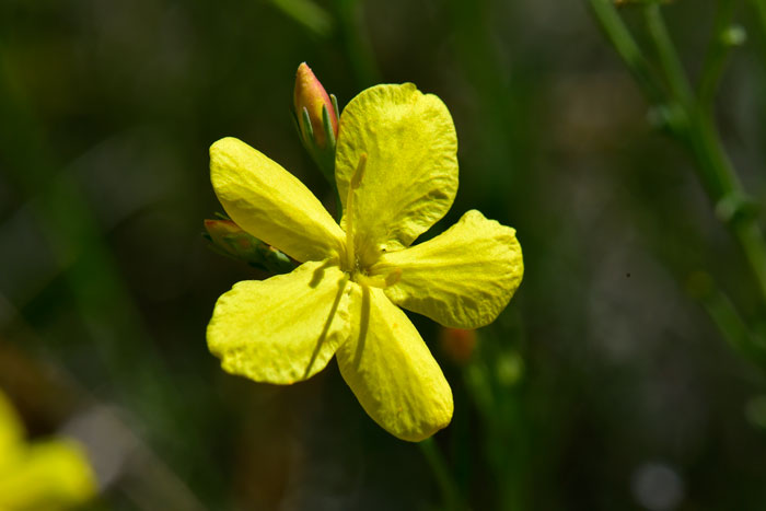 Menodora scabra, Rough Menodora, Southwest Desert Flora
