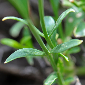 Menodora scabra, Rough Menodora, Southwest Desert Flora