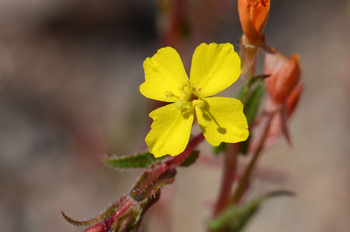 Camissonia (Oenothera) micrantha, Miniature Suncup, Southwest Desert Flora