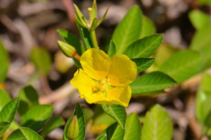 Ludwigia peploides, Floating Primrose Willow, Southwest Desert Flora