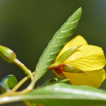 Ludwigia peploides, Floating Primrose Willow, Southwest Desert Flora