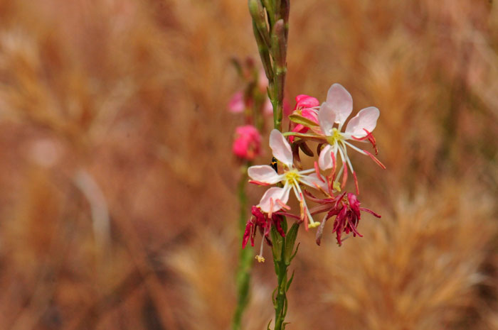 Oenothera (Gaura parviflora) curtiflora, Velvetweed, Southwest Desert Flora