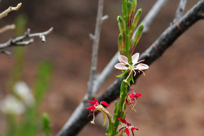 Oenothera (Gaura parviflora) curtiflora, Velvetweed, Southwest Desert Flora