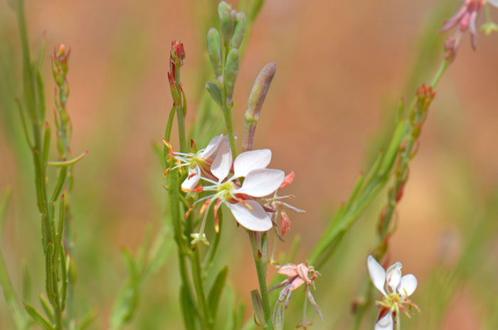 Oenothera (Gaura coccinea) suffrutescens, Scarlet Beeblossom, Southwest ...