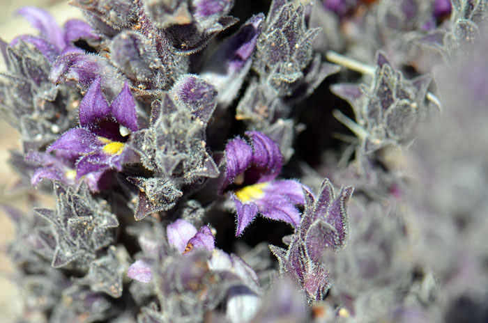 Orobanche cooperi, Desert Broomrape, Southwest Desert Flora