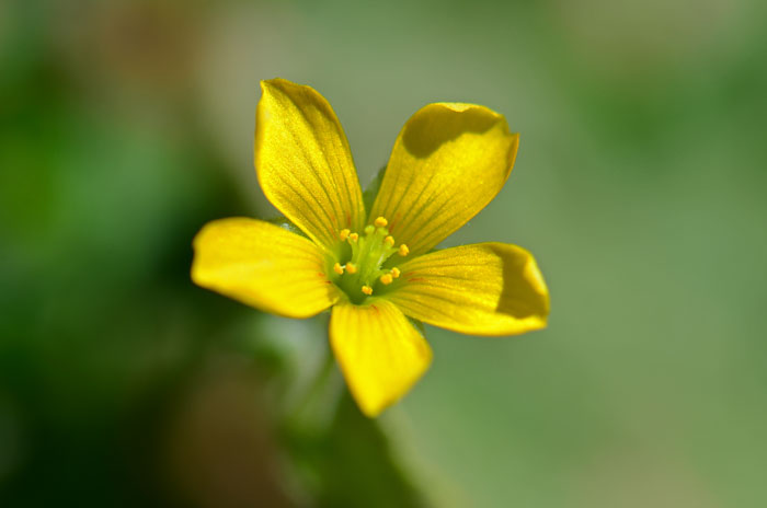Oxalis stricta, Common Yellow Oxalis, Southwest Desert Flora