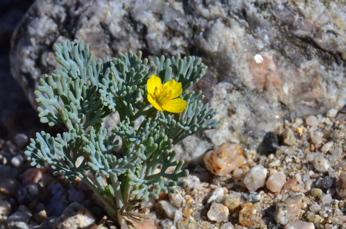 Eschscholzia glyptosperma, Desert Poppy, Southwest Desert Flora