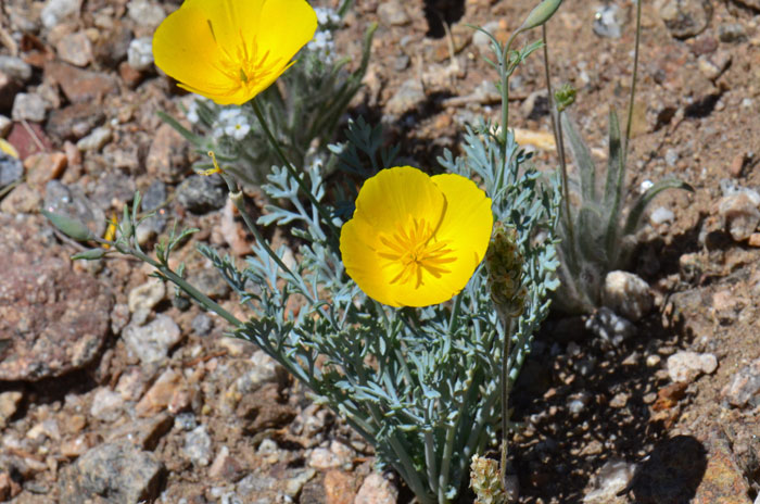 Eschscholzia glyptosperma, Desert Poppy, Southwest Desert Flora