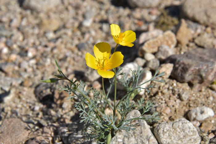 Eschscholzia glyptosperma, Desert Poppy, Southwest Desert Flora