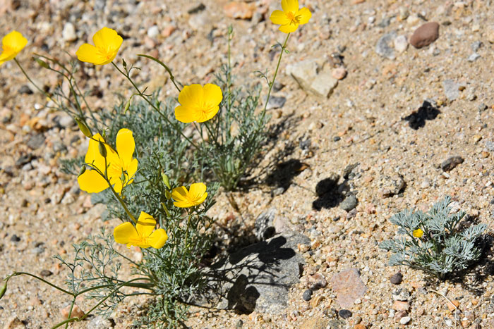 Eschscholzia glyptosperma, Desert Poppy, Southwest Desert Flora