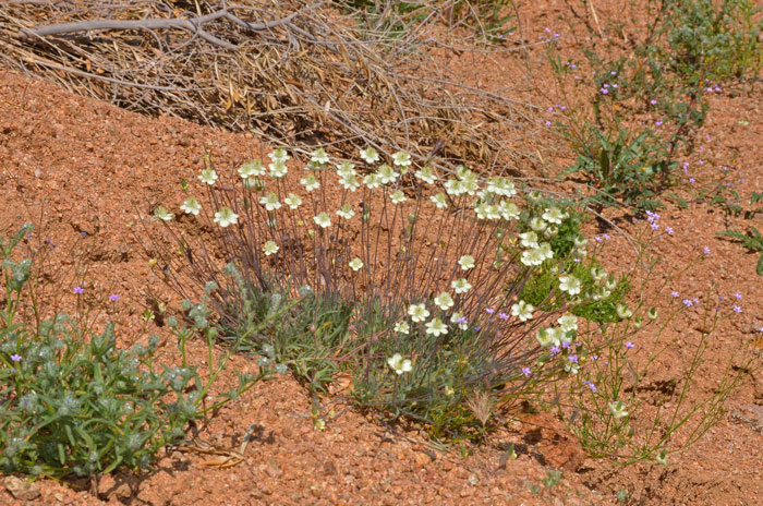 Platystemon californicus, Creamcups, Southwest Desert Flora