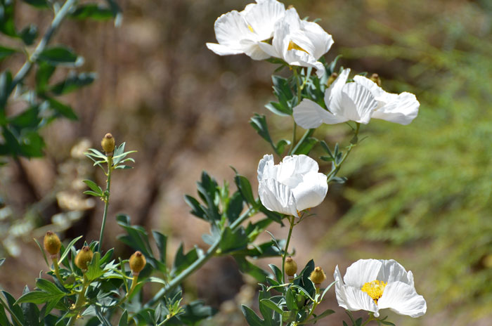 Romneya coulteri, Coulter's Matilija Poppy, Southwest Desert Flora