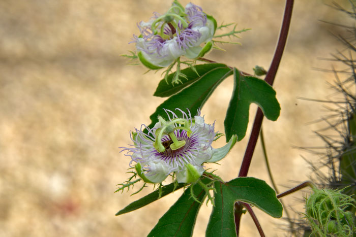 Passiflora arizonica, Arizona Passionflower, Southwest Desert Flora
