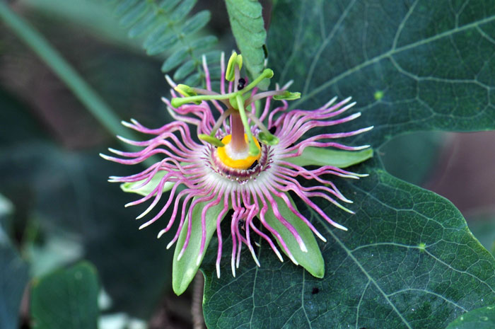 Passiflora mexicana, Mexican Passionflower, Southwest Desert Flora
