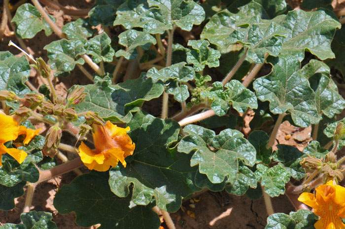 Proboscidea althaeifolia, Desert Unicorn-plant, Southwest Desert Flora