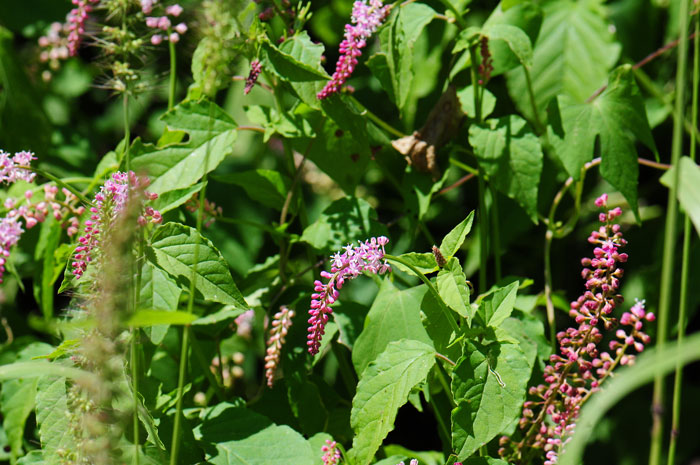 Rivina humilis, Rougeplant, Southwest Desert Flora