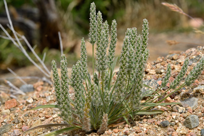 Plantago patagonica, Woolly Plantain, Southwest Desert Flora