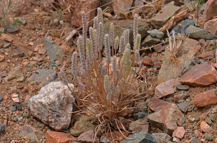 Plantago patagonica, Woolly Plantain, Southwest Desert Flora