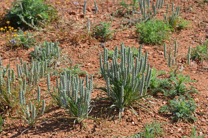 Plantago patagonica, Woolly Plantain, Southwest Desert Flora