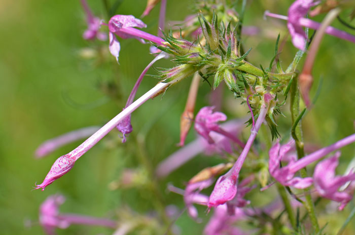 Ipomopsis tenuituba, Slendertube Skyrocket, Southwest Desert Flora