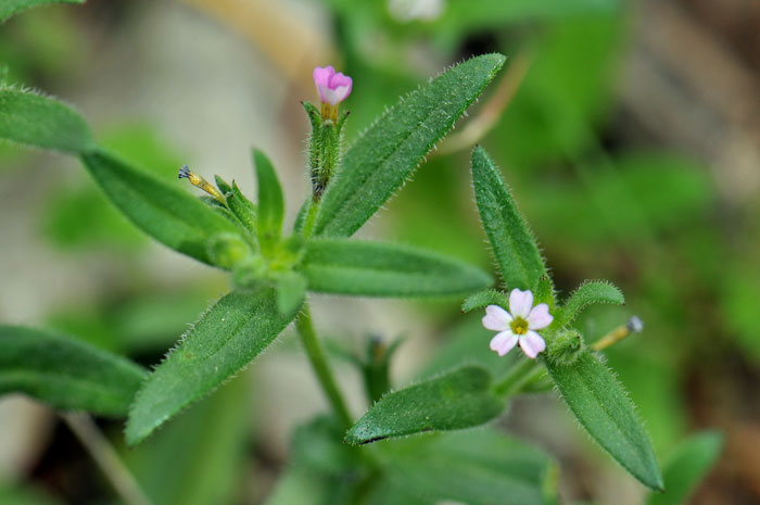 Phlox (Microsteris) gracilis, Slender Phlox, Southwest Desert Flora