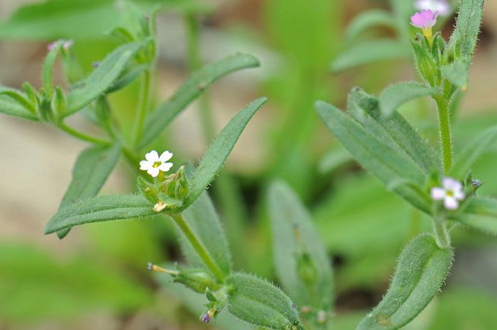 Phlox (Microsteris) gracilis, Slender Phlox, Southwest Desert Flora