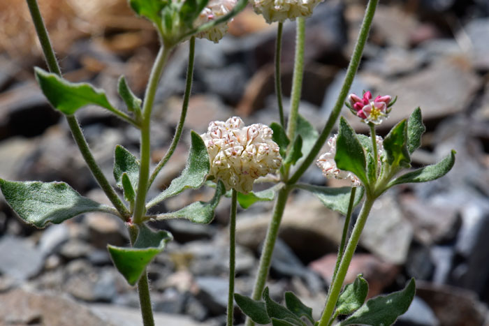 Eriogonum abertianum, Abert's Buckwheat, Southwest Desert Flora