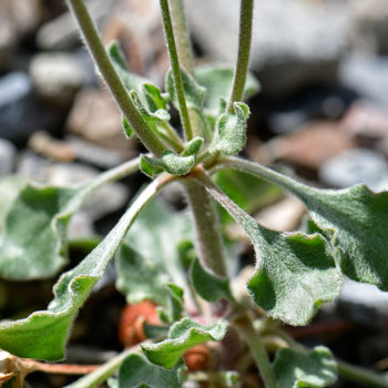 Eriogonum abertianum, Abert's Buckwheat, Southwest Desert Flora