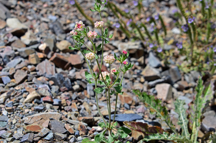 Eriogonum abertianum, Abert's Buckwheat, Southwest Desert Flora