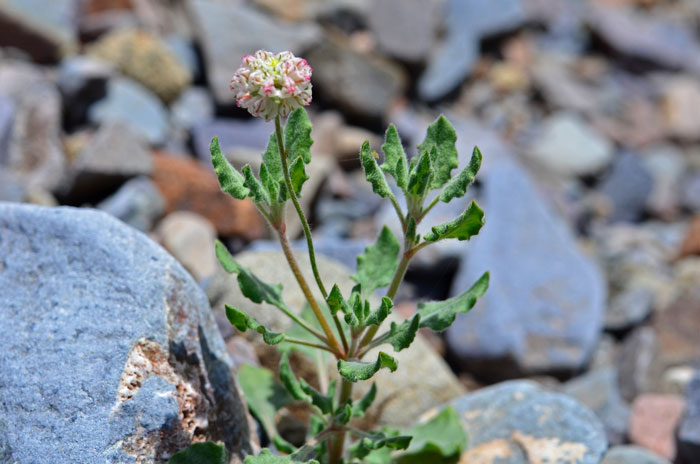 Eriogonum abertianum, Abert's Buckwheat, Southwest Desert Flora