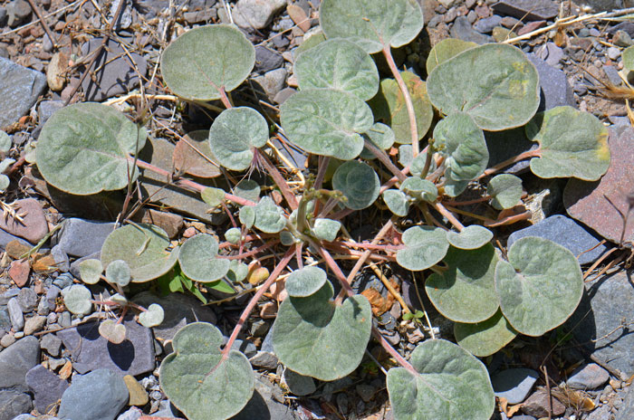 Eriogonum deflexum, Skeleton Weed, Southwest Desert Flora
