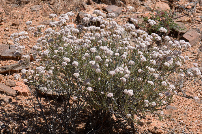 Eriogonum fasciculatum, Flat-top Buckwheat, Southwest Desert Flora