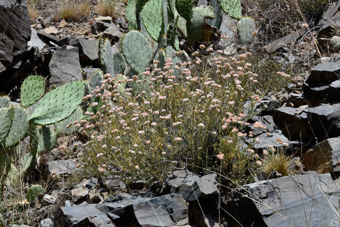 Eriogonum fasciculatum, Flat-top Buckwheat, Southwest Desert Flora