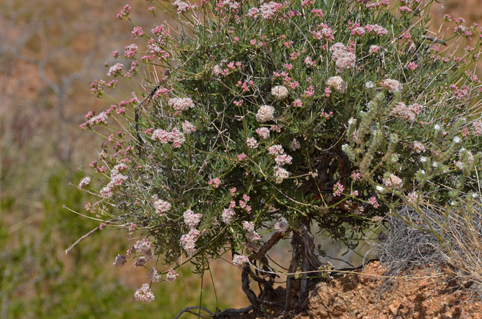 Eriogonum fasciculatum, Flat-top Buckwheat, Southwest Desert Flora