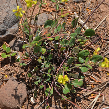 Eriogonum umbellatum, Sulphur-flower Buckwheat, Southwest Desert Flora