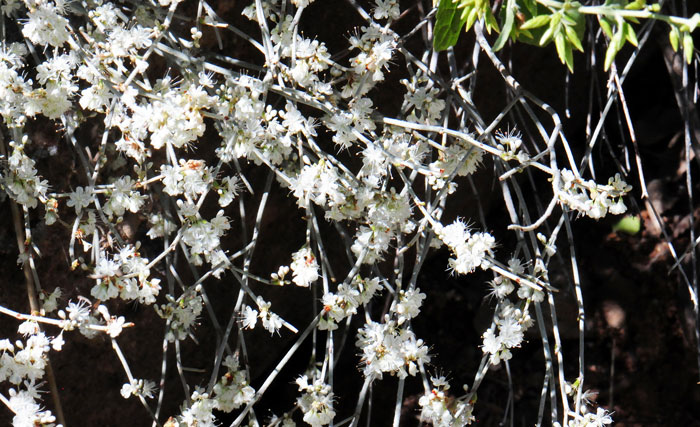 Eriogonum wrightii, Wright Buckwheat, Southwest Desert Flora