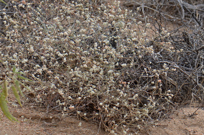 Eriogonum wrightii, Wright Buckwheat, Southwest Desert Flora
