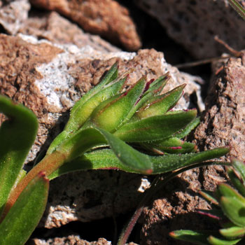Calandrinia ciliata, Fringed Redmaids, Southwest Desert Flora