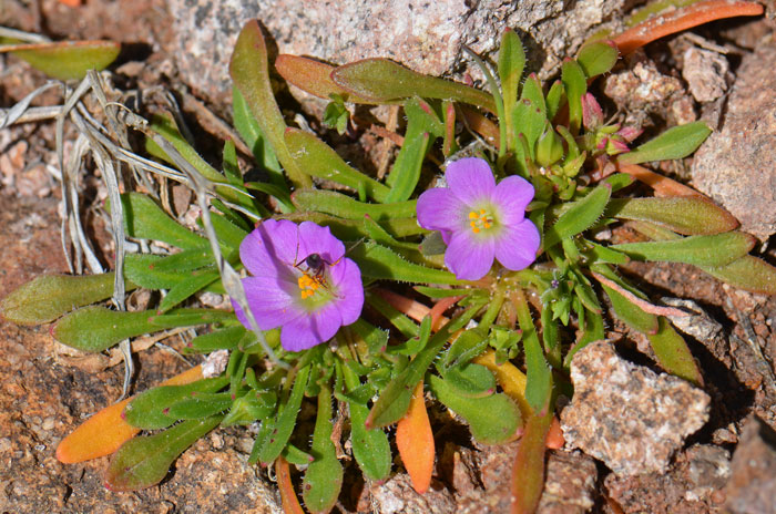 Calandrinia ciliata, Fringed Redmaids, Southwest Desert Flora