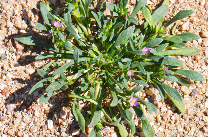 Calandrinia ciliata, Fringed Redmaids, Southwest Desert Flora