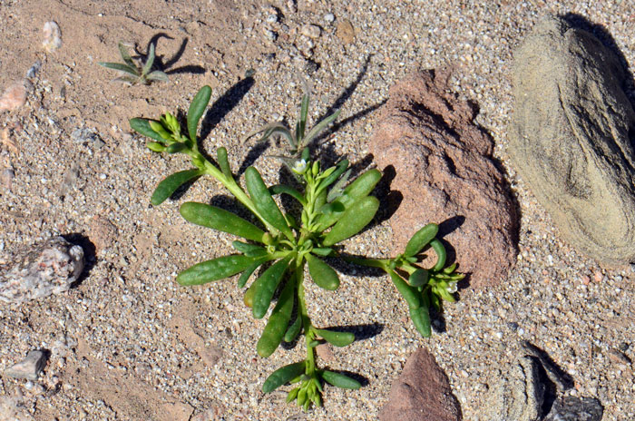 Cistanthe ambigua, Desert Pussypaws, Southwest Desert Flora