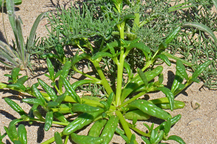 Cistanthe ambigua, Desert Pussypaws, Southwest Desert Flora