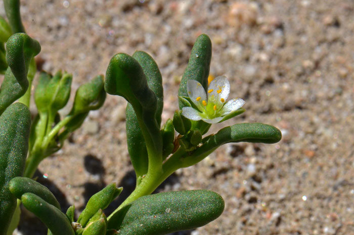 Cistanthe ambigua, Desert Pussypaws, Southwest Desert Flora
