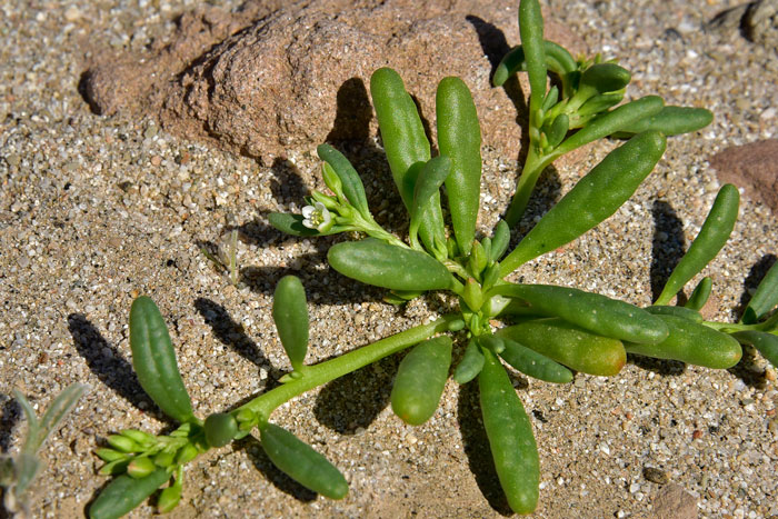 Cistanthe ambigua, Desert Pussypaws, Southwest Desert Flora
