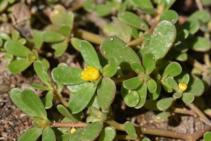 Portulaca oleracea, Common Purslane, Southwest Desert Flora