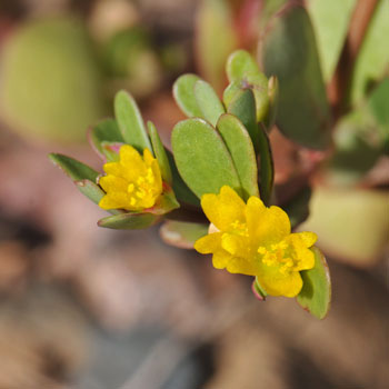 Portulaca oleracea, Common Purslane, Southwest Desert Flora
