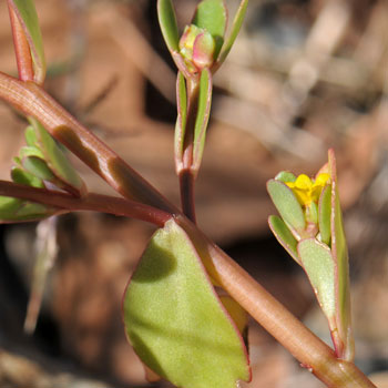 Portulaca oleracea, Common Purslane, Southwest Desert Flora